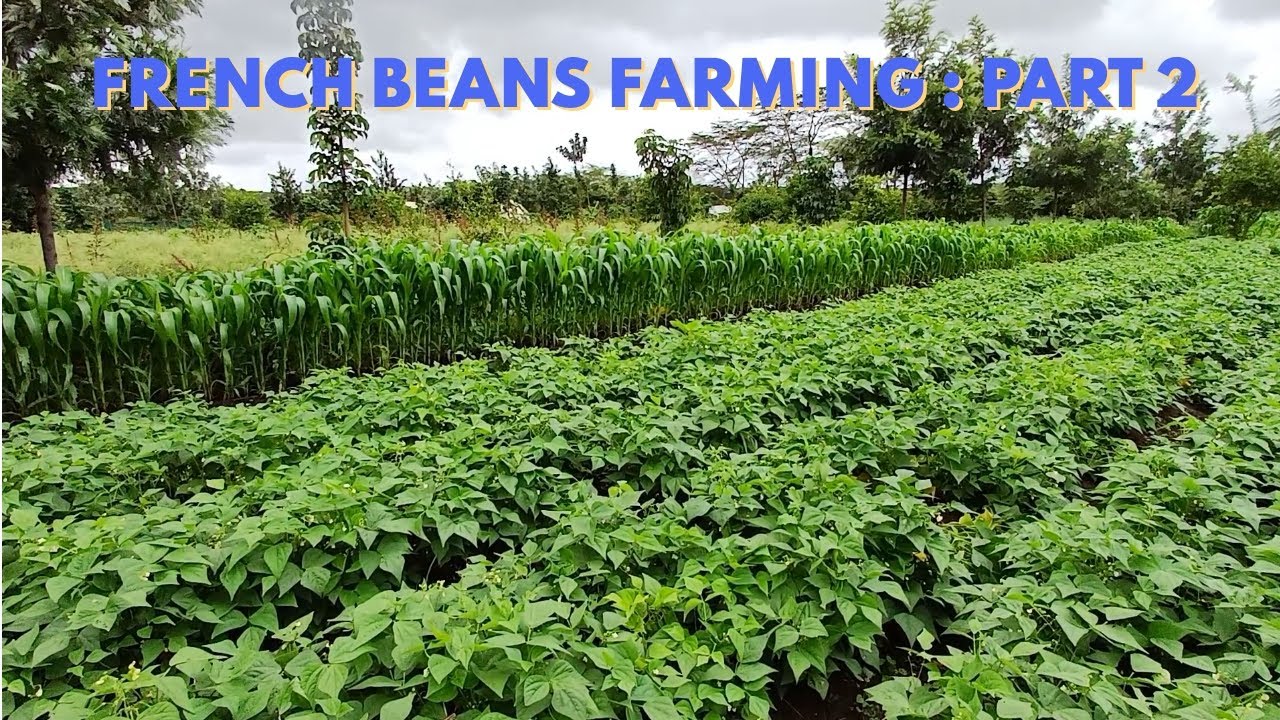 Mastering French Bean Farming || From Seed to Harvest: Part 2 - YouTube