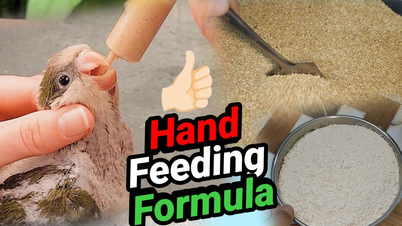 Home made hand feeding formula for baby parrots| How to make birds home ...