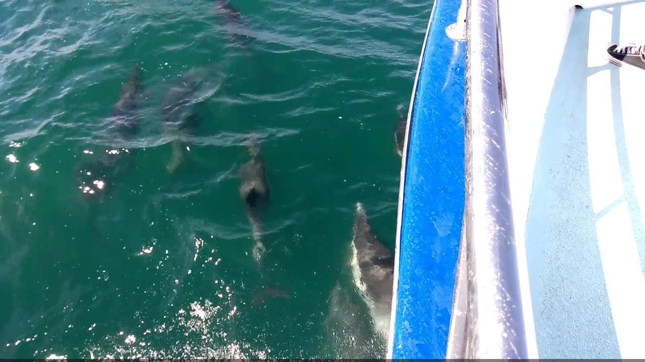Running of the dolphins off the coast of Newport Beach California - YouTube