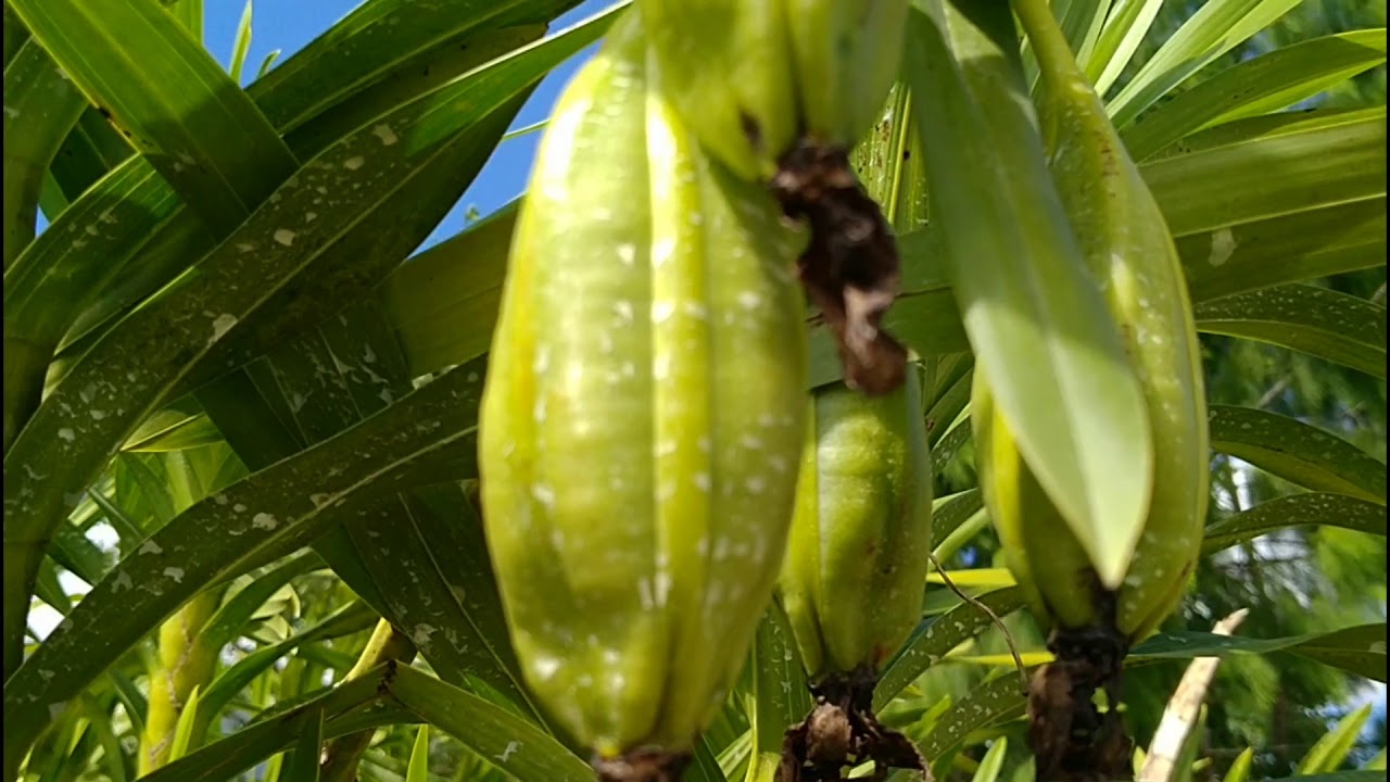 Anggrek Macan Papua || Grammatophyllum Papuanum - YouTube