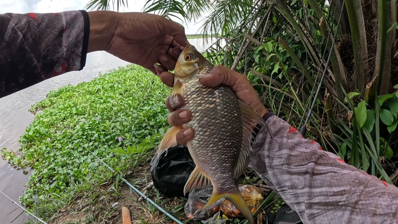 Lagi - lagi..!!pancingku ditarik ikan besar ||mancing ikan kelabau ...