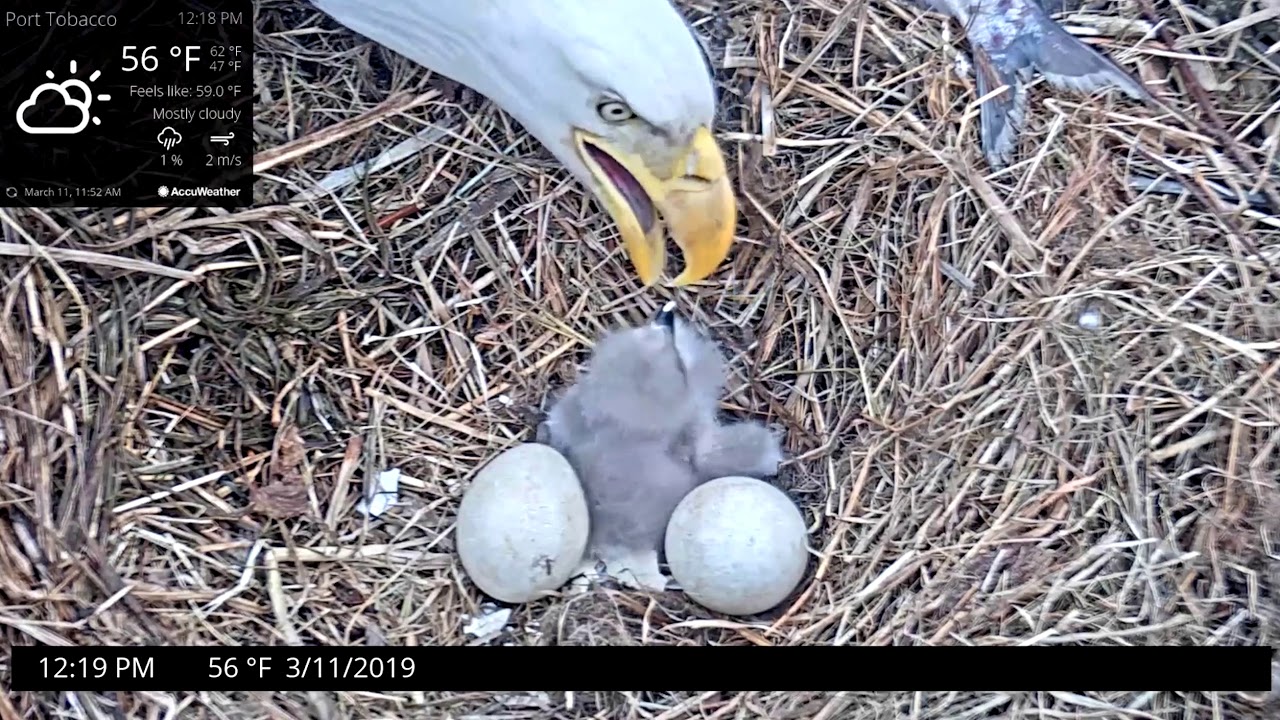1 day old Baby Eagle ( eaglet ) eating! - YouTube