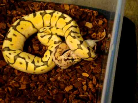 killer bee ball python feeding video - YouTube