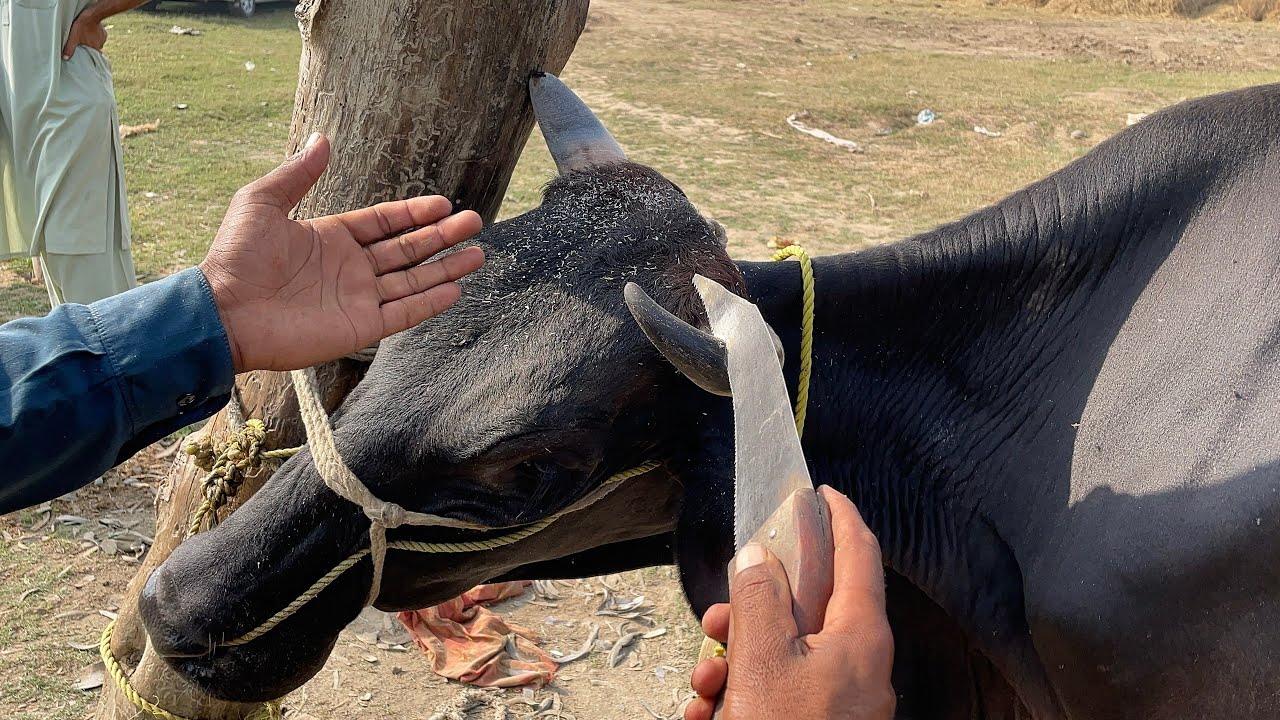 Horng cow triming cow Horng - YouTube