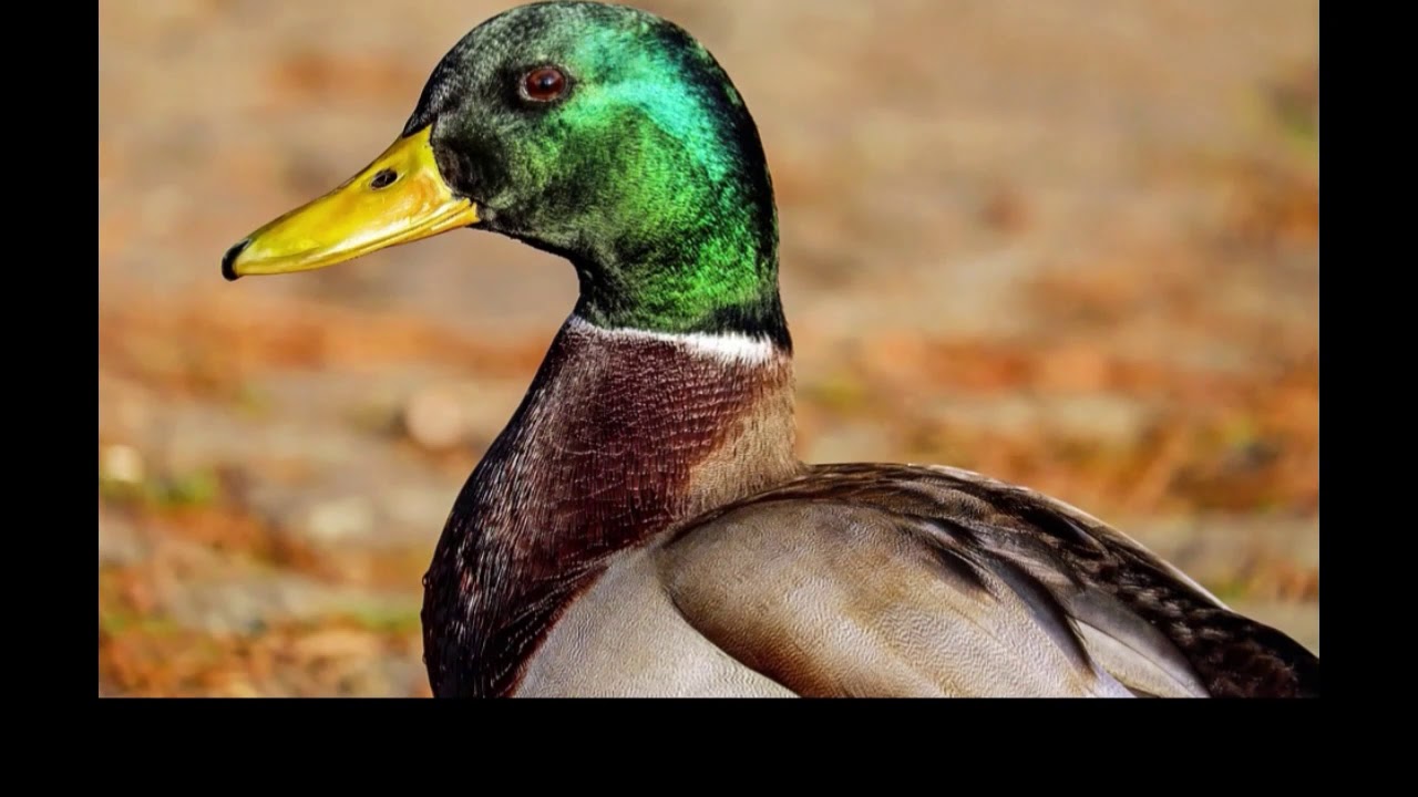 Mallard duck Facts Interesting Facts about Mallard duck Facts about ...