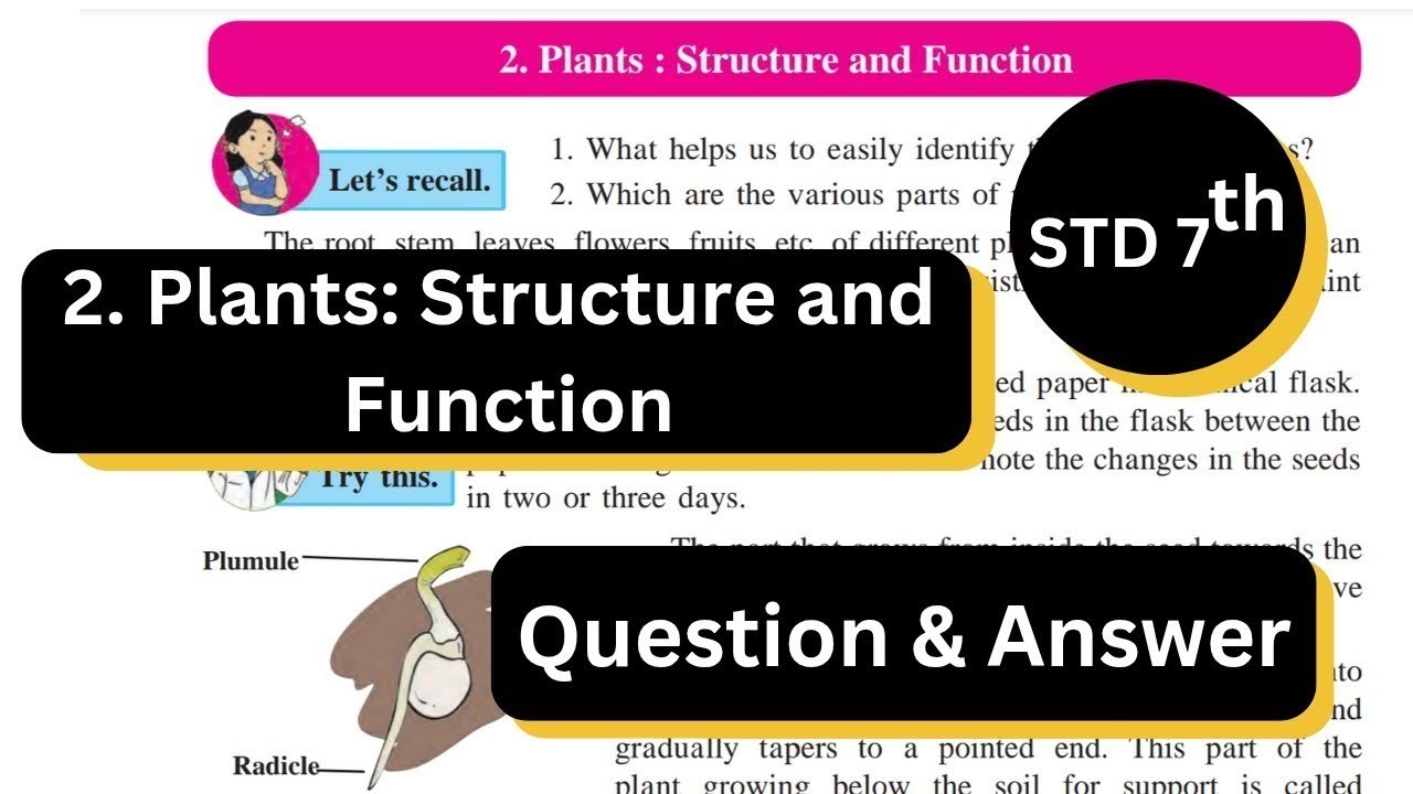 2. PLANTS: STRUCTURE AND FUNCTION QUESTIONS AND ANSWERS - CLASS 7 ...