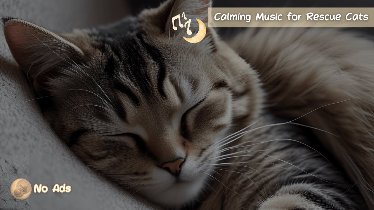 Calming Music for Rescue Cats ️ Soothing Sounds for Adopted & Shelter ...