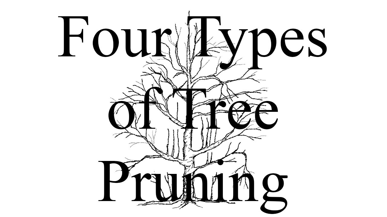 10 01 The Four Most Important Types of Pruning - YouTube