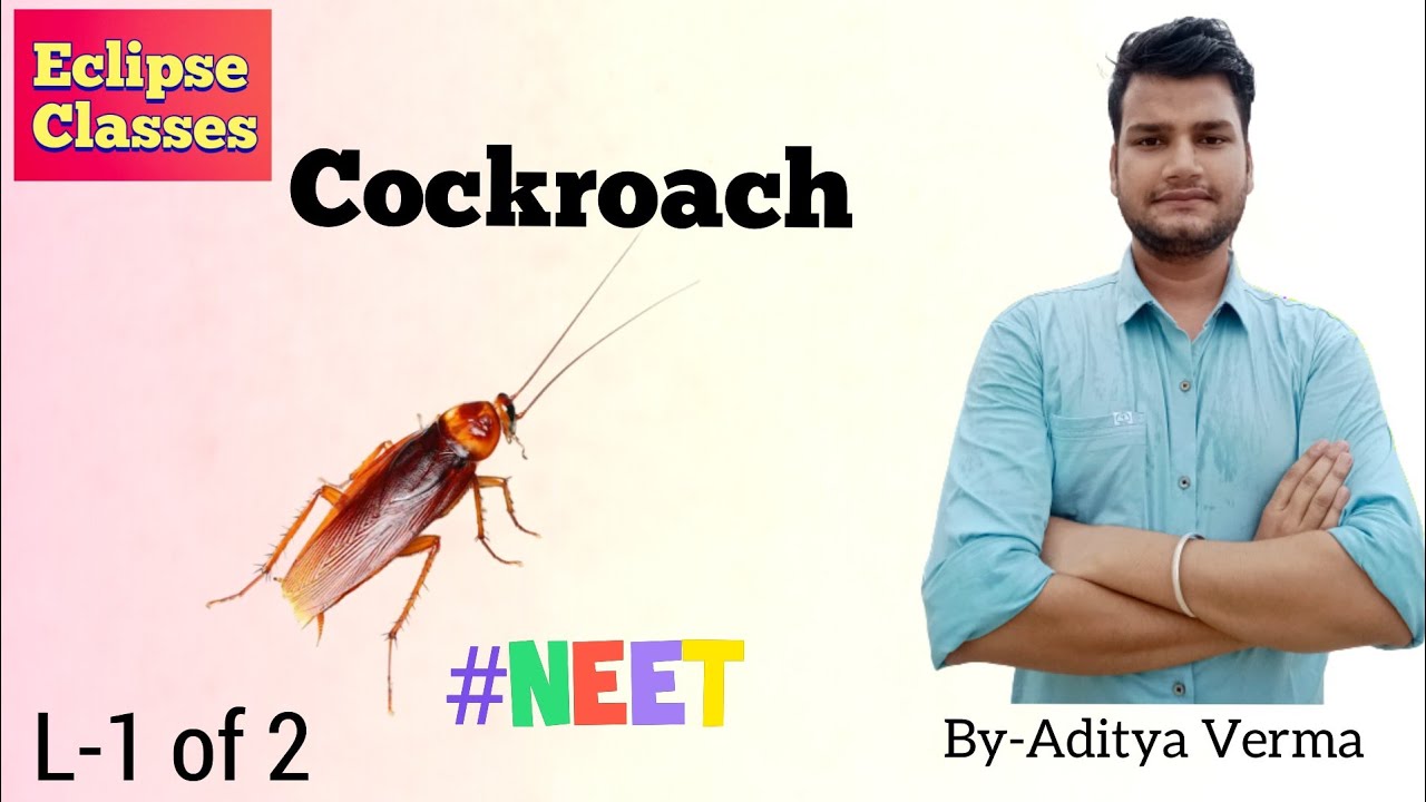 Cockroach| L-1 of 2 | class 11 | for neet | by Aditya Verma | Eclipse ...