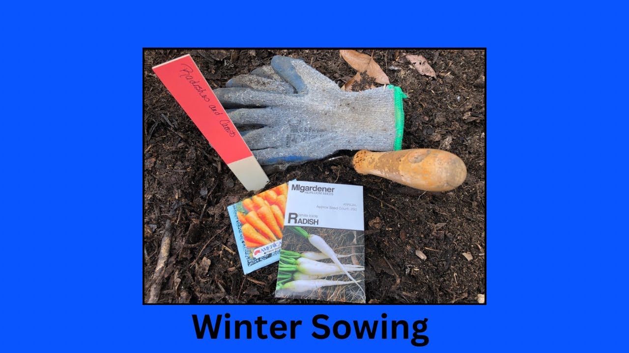 Winter Seed Sowing, directly in to the soil ~ ground or container ...