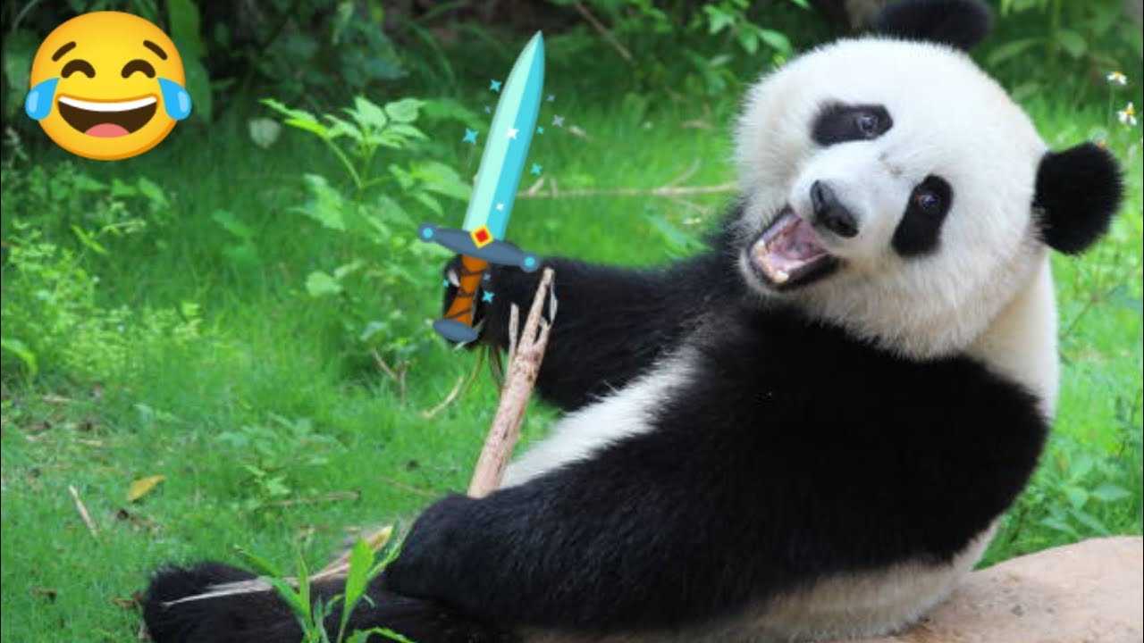 Funniest Panda 2023 😂🤗| Funniest Panda Kids Videos 🐼😍 - Laugh With ...