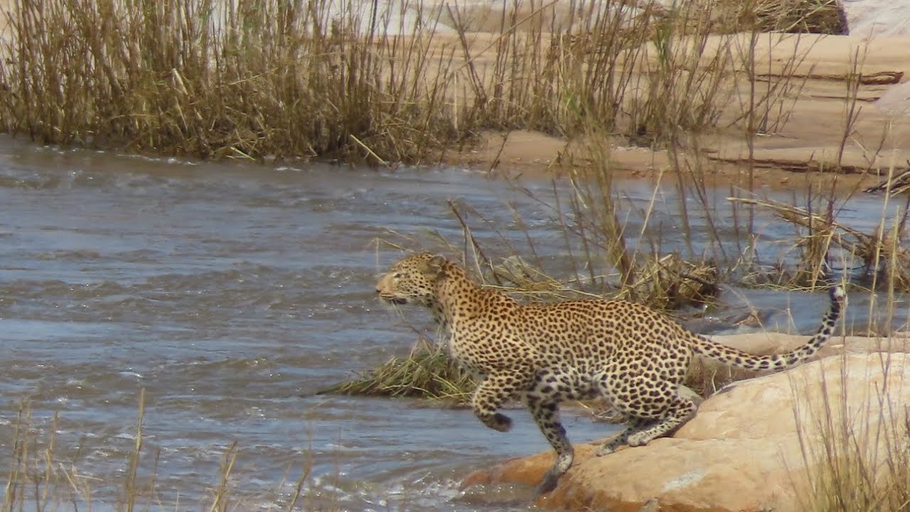 Leopard crossing a flooded river in Kruger National Park - jumping from ...