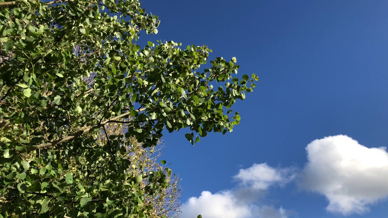 Aspen - branches, twigs & leaves - October 2020 - YouTube