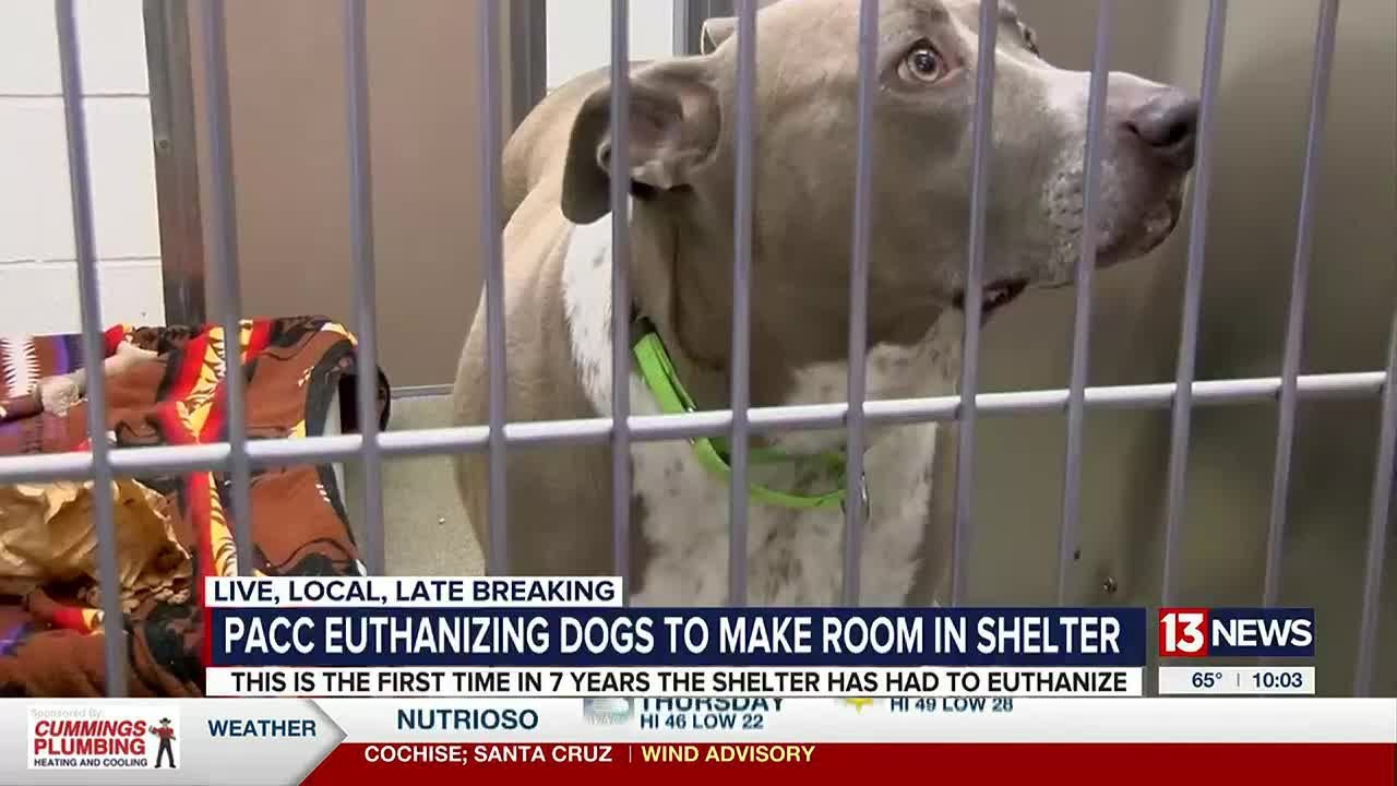 PACC Euthanizing Dogs to Make Room in Shelter - YouTube