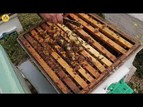 Bölme yaparken  =13 gün metodu = Beekeeping. arıcılık.