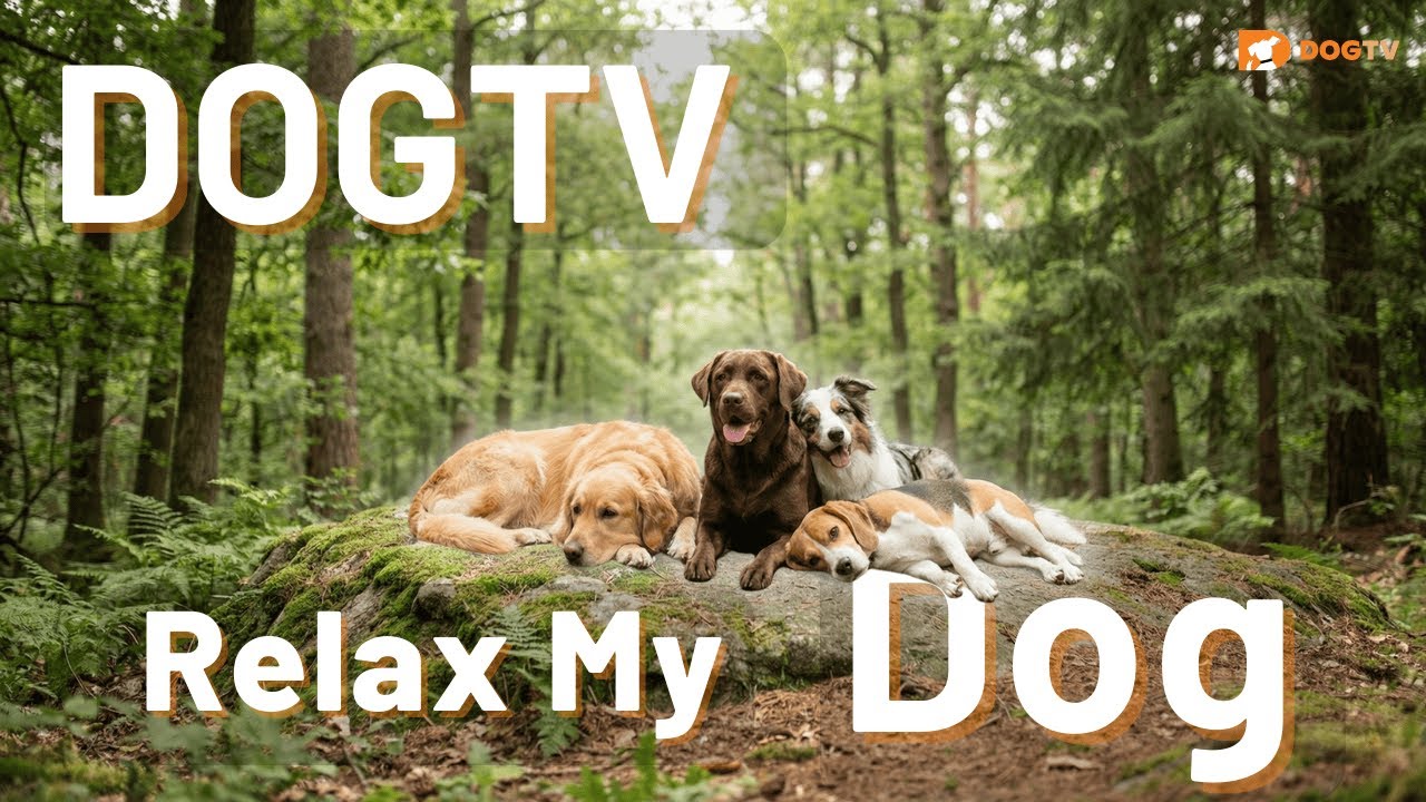 Relax My Dog Naturally 🌿 Calm Piano, Birds & Forest Sounds | DOGTV ...