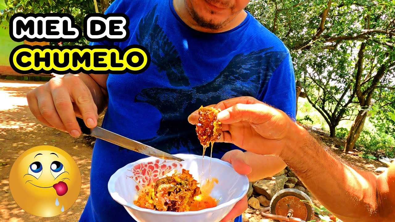 VIDA EN EL CAMPO EN EL SALVADOR! CONOCES LA MIEL DE CHUMELO? CURA ...