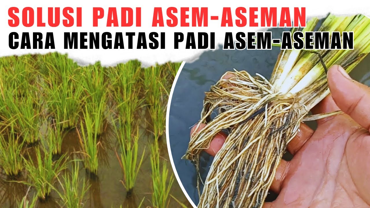 Solusi Alami Padi Asem-Aseman, Daun Padi Menguning Akibat Tanah Asam ...