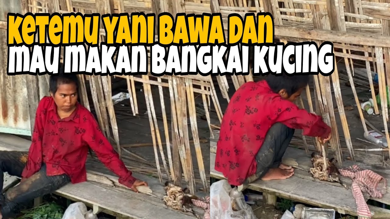 Yani bawa dan mau makan bangkai kucing #trending #makankucing - YouTube
