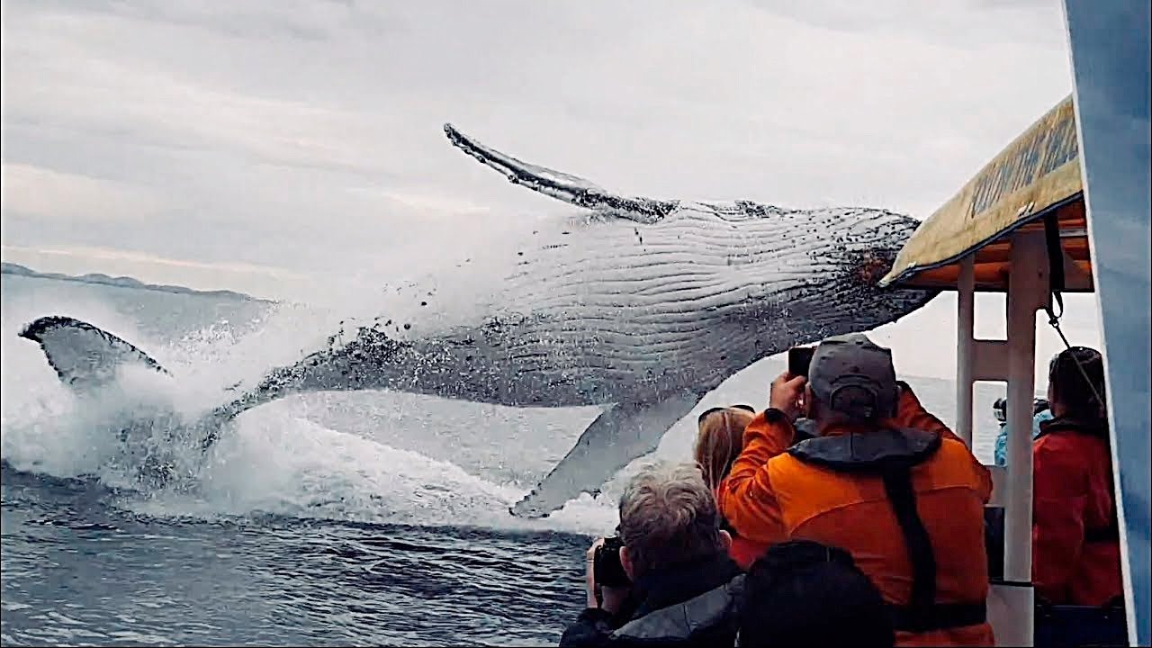 20 Unexpected Moments Caught On Camera Youtube