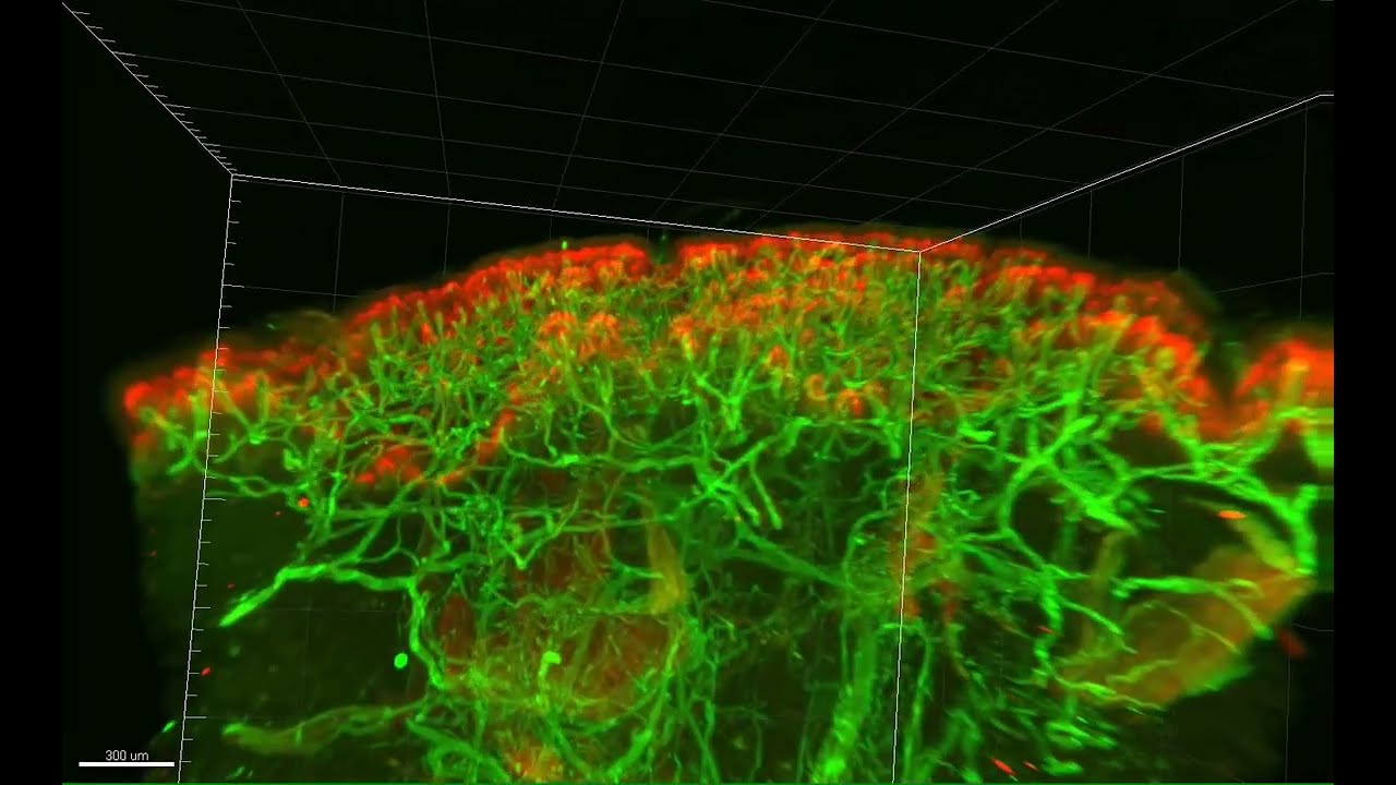 3D visualization of skin vascular network and epidermal stem cells ...