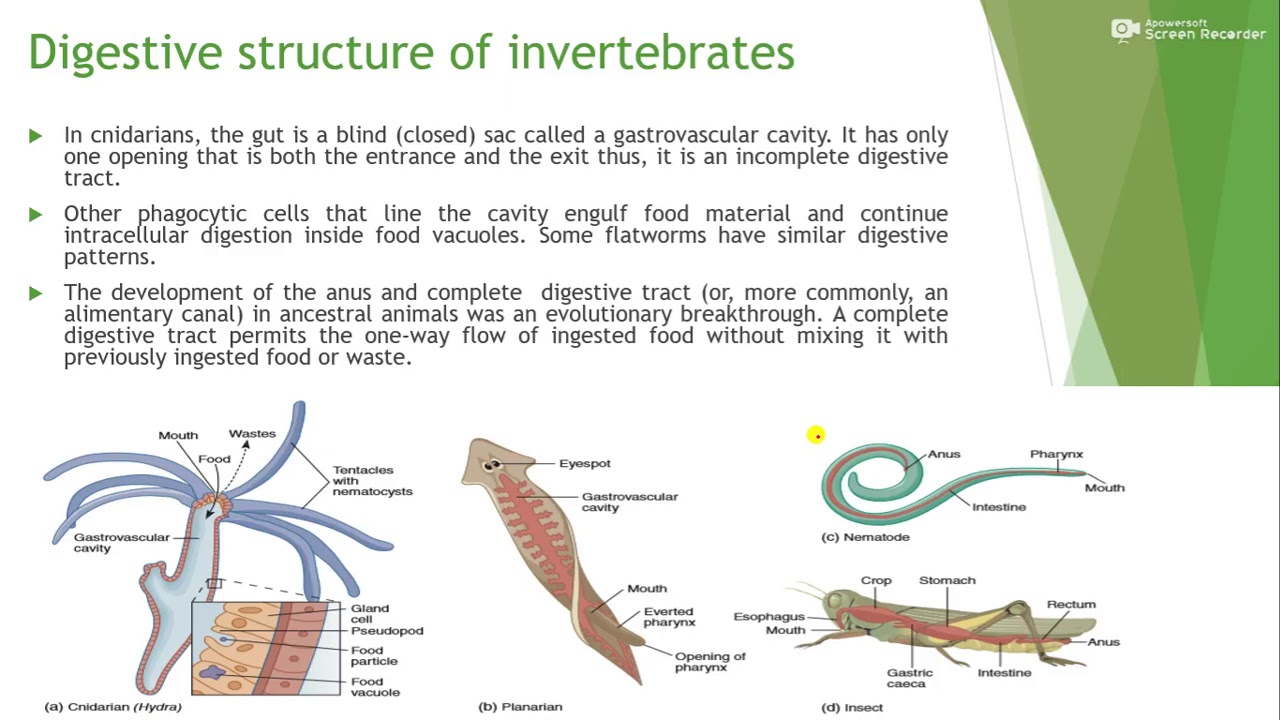 Digestive structures of vertebrates and invertebrates 2nd semester ...