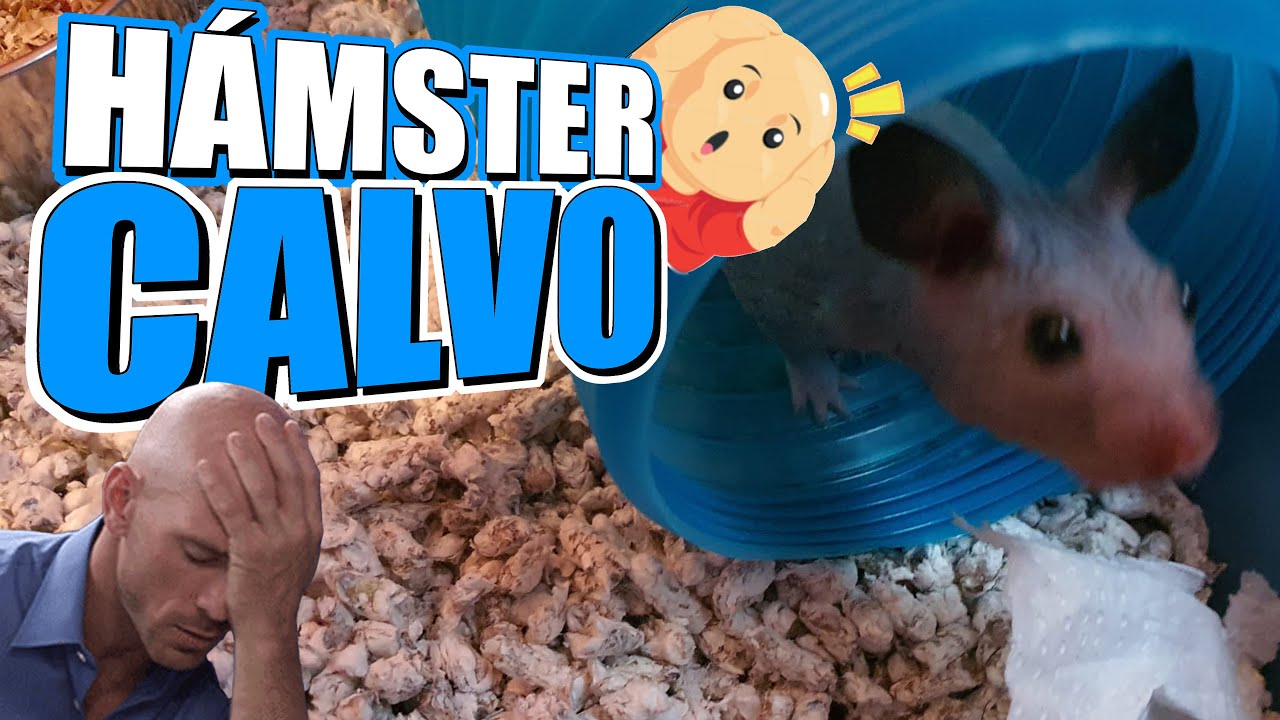 HAMSTER CALVO - Topo Gigio - YouTube