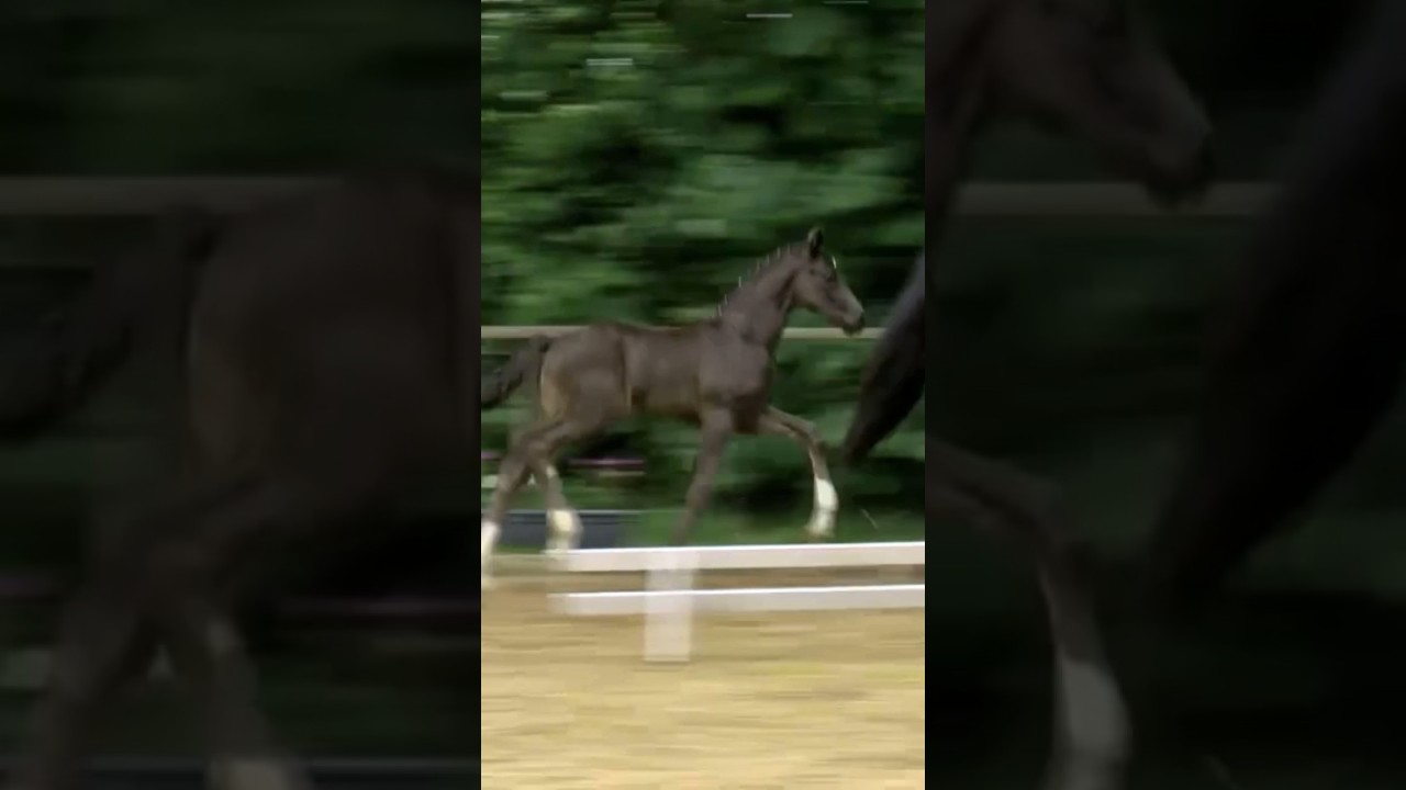 Colt from von und zu / earl / Hohenstein 2021 #foals #stallion # ...