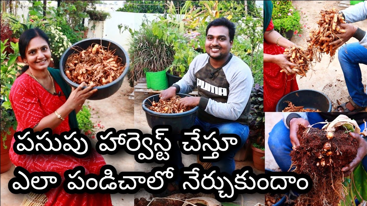 Haldi Harvest, గంపేడంత పసుపు పండింది #turmeric how to grow turmeric at ...