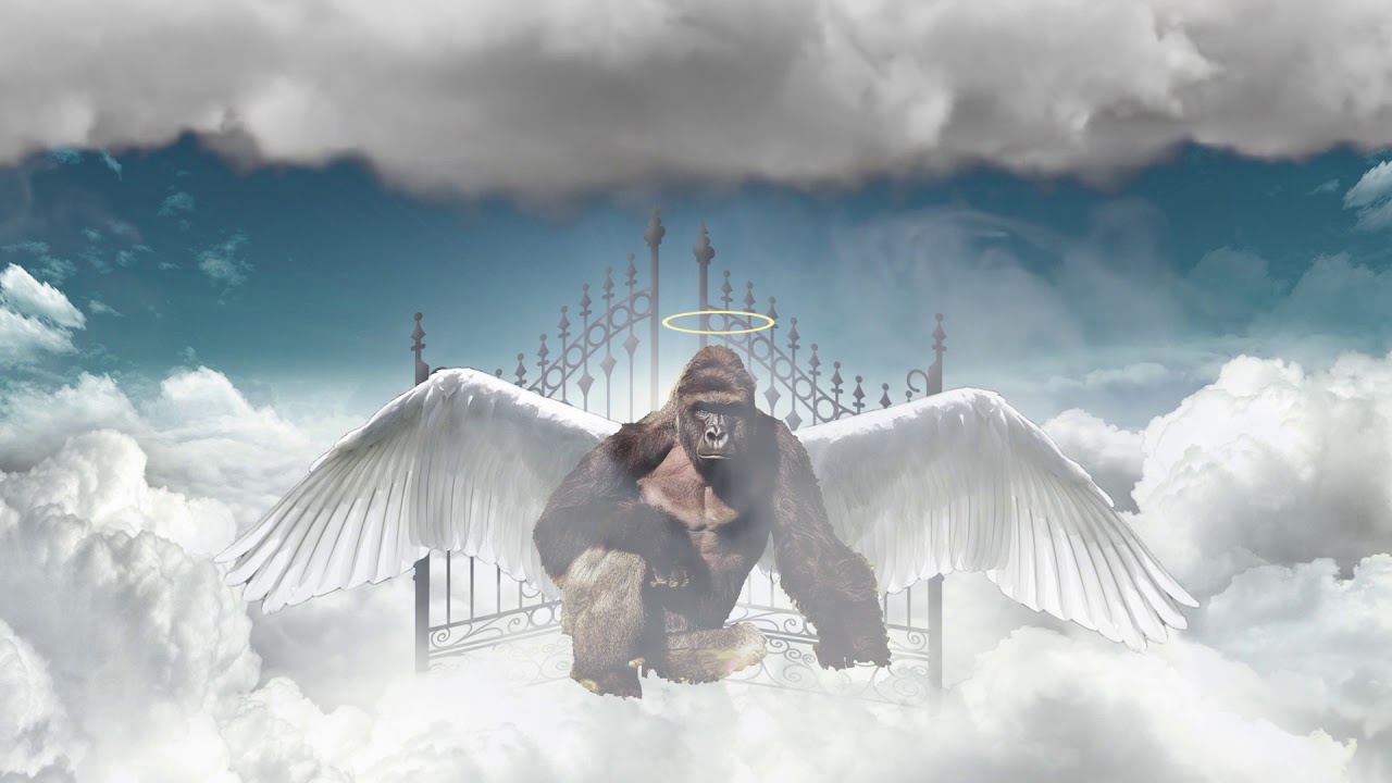 Rest In Peace Harambe (4 Years Ago Today) - YouTube