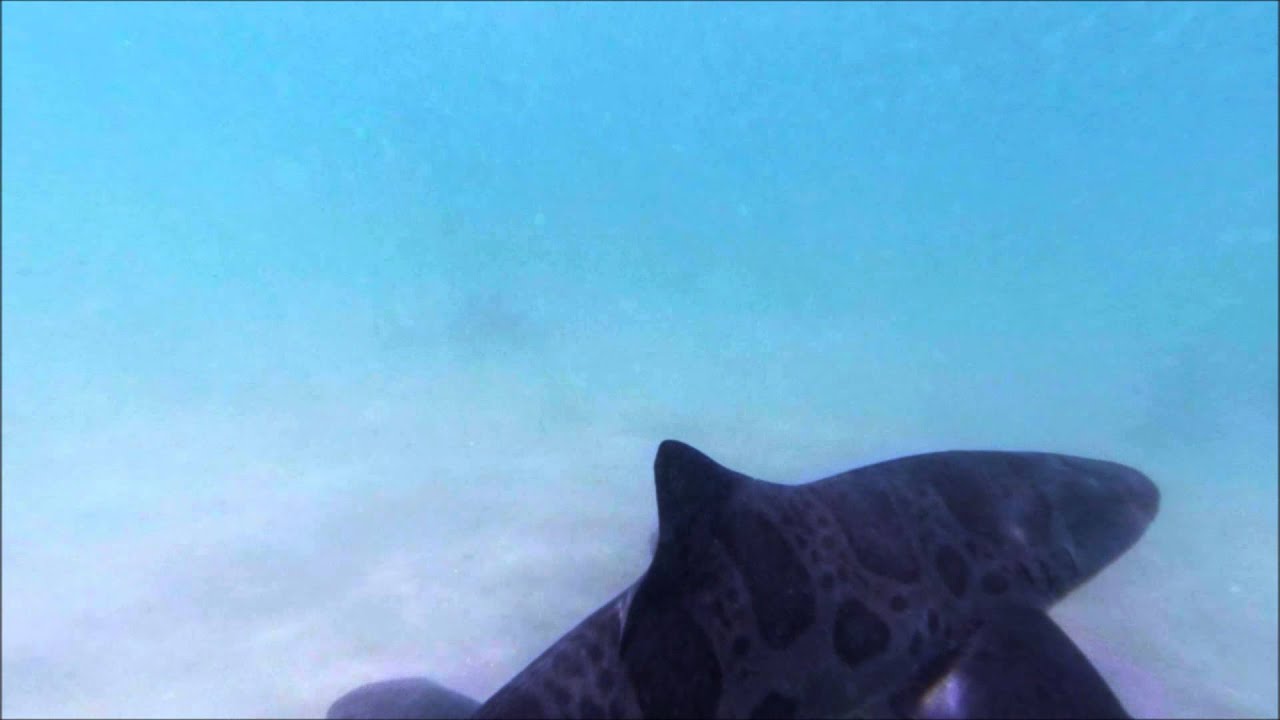 Leopard Sharks at La Jolla Shores - YouTube