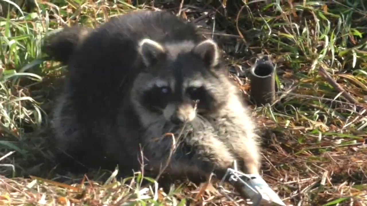 1000 raccoon season, day 19 - YouTube