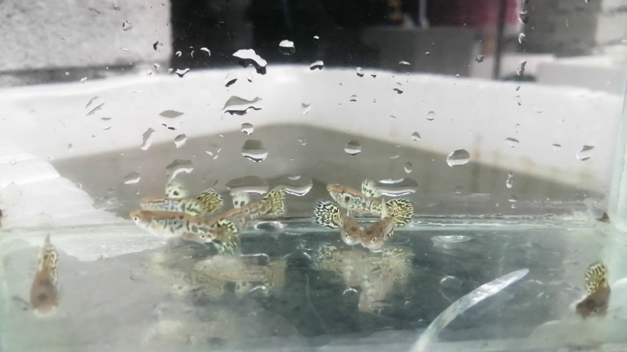 Yellow tiger king cobra(ytkc) juvenile / Beautiful guppy fish - YouTube