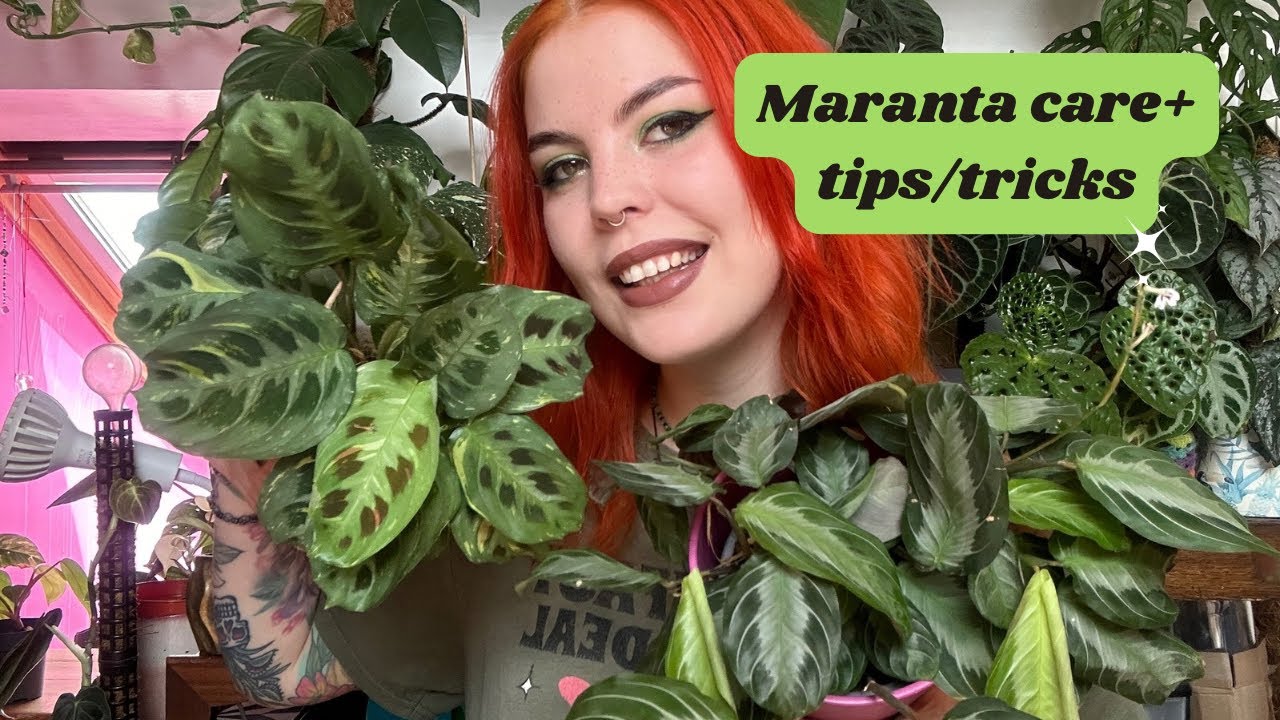 Maranta care+ tips and tricks 🌱 - YouTube