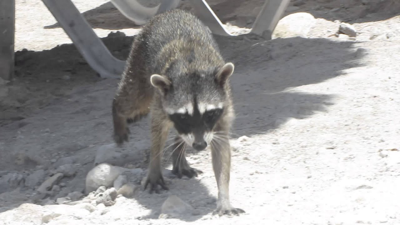 crafty racoon at grand sirenis beach - YouTube