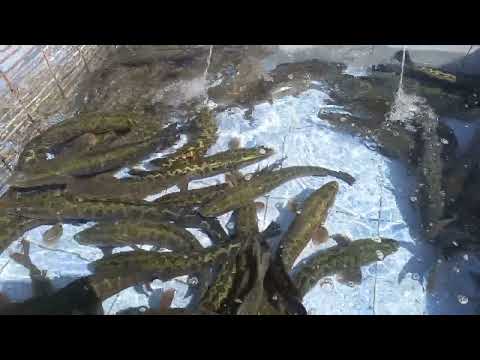 Amazing Hand Fishing At River Side Dry Place Underground Fishing Video Big Catfish Cath By Hand