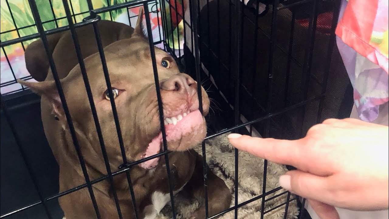 Ragnar Pitbull - Lifestyle - Cheerful And Playful Dog - YouTube