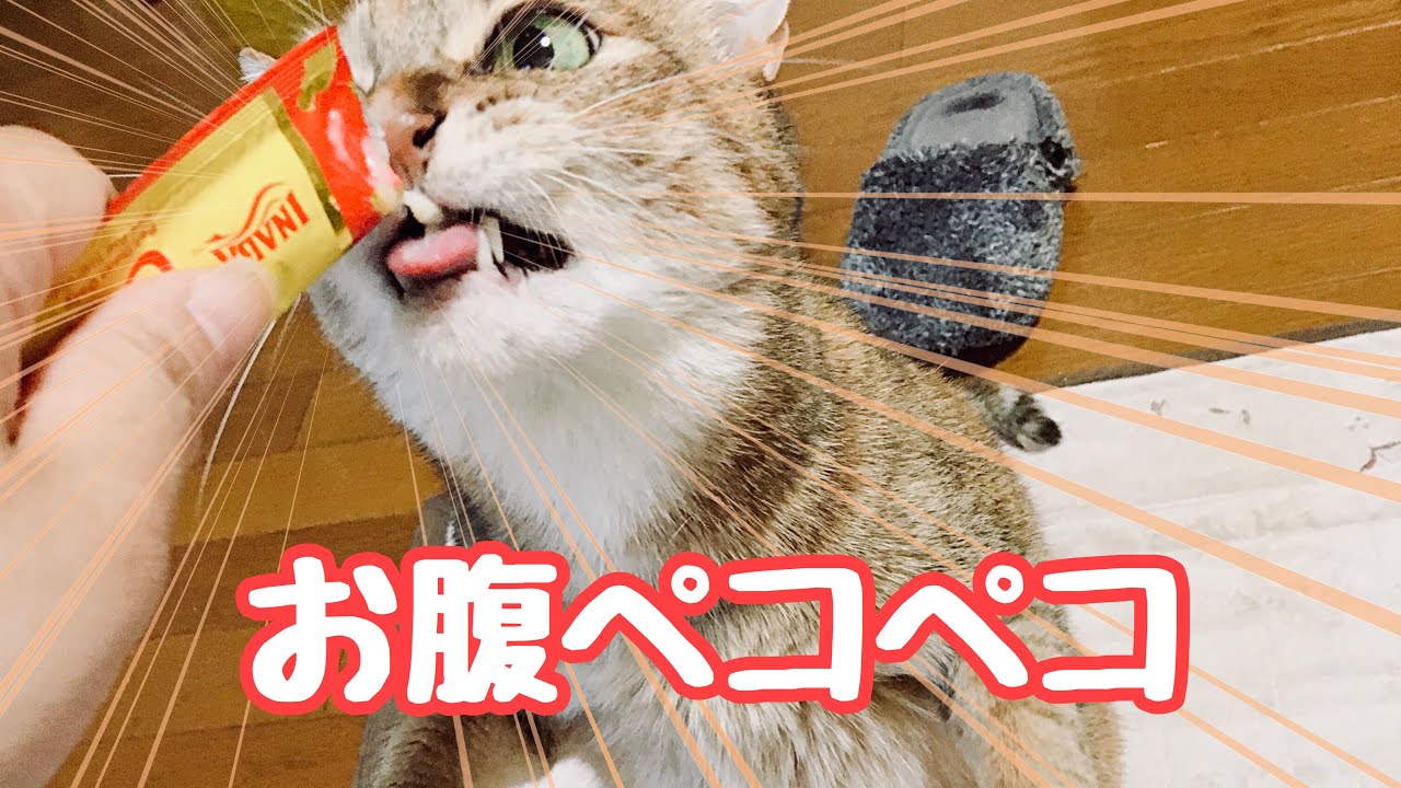 空腹をアピールする猫 ヒメ(HIME) Cat that appeals to hunger - YouTube