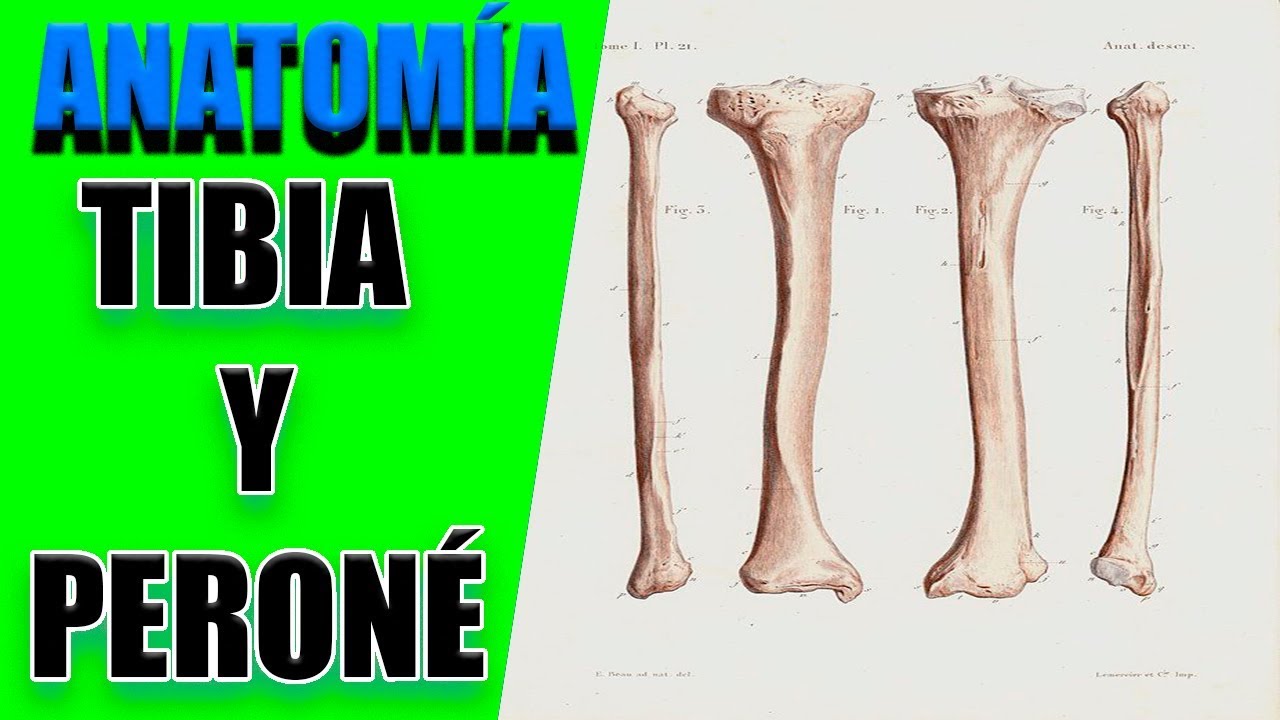 HUESOS TIBIA Y PERONÉ || ANATOMÍA CUERPO HUMANO. - YouTube
