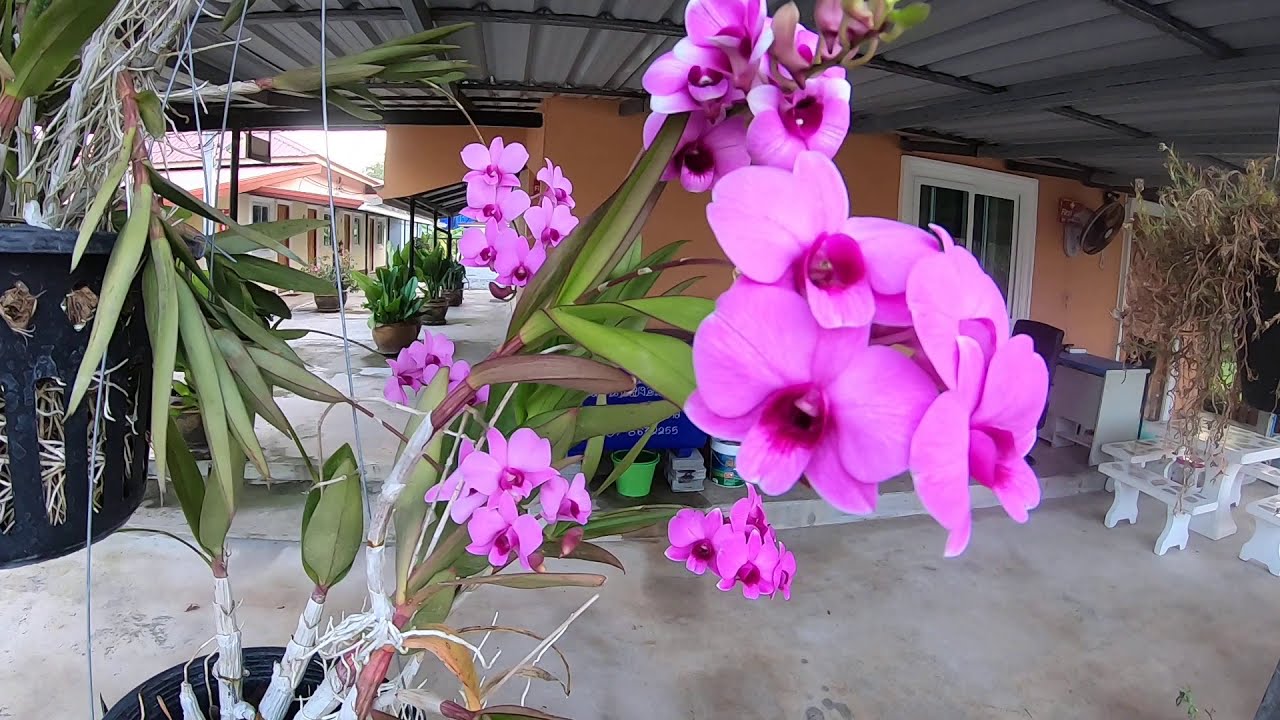 Organic Fruit Garden Issan Thailand Tourism Farm Eco Resort Leeya ...
