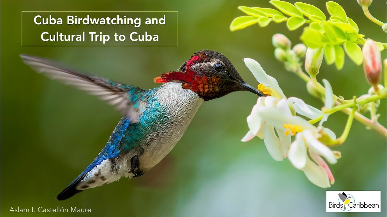 Birds and Natural Life of Cuba—BirdsCaribbean Cuba Bird Tour - YouTube