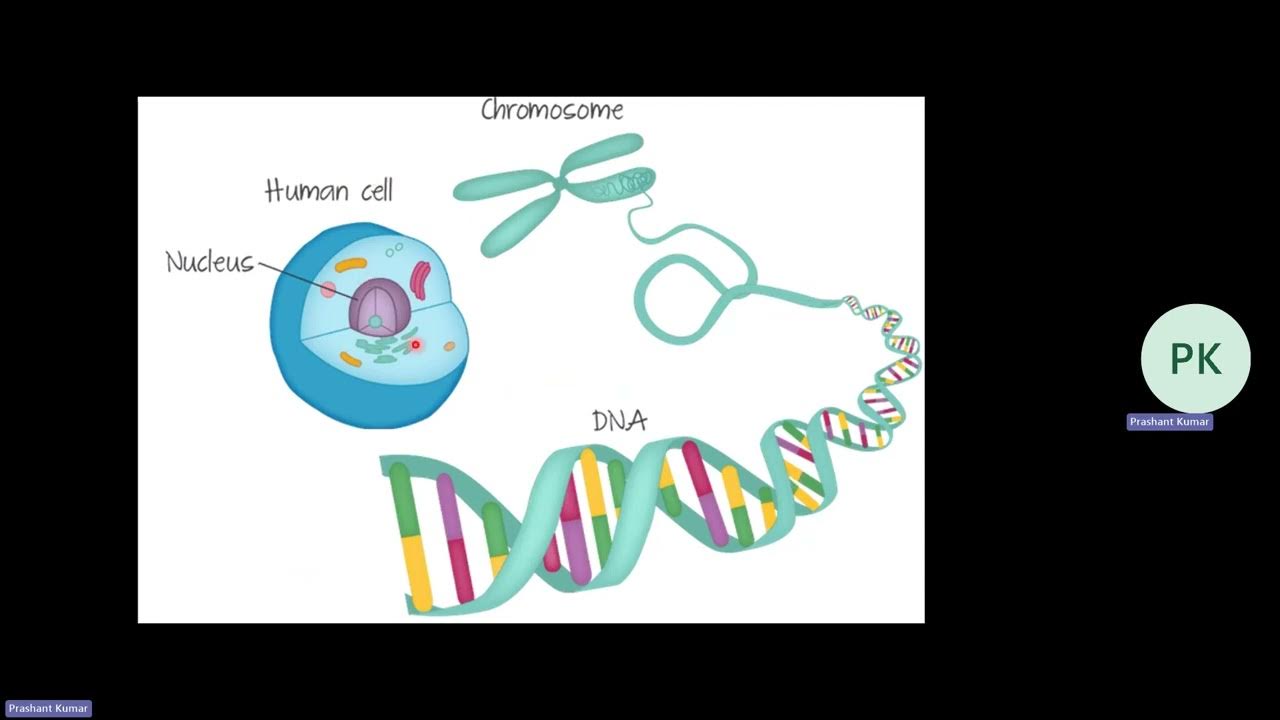 IGCSE Ch 17 Inheritance - YouTube