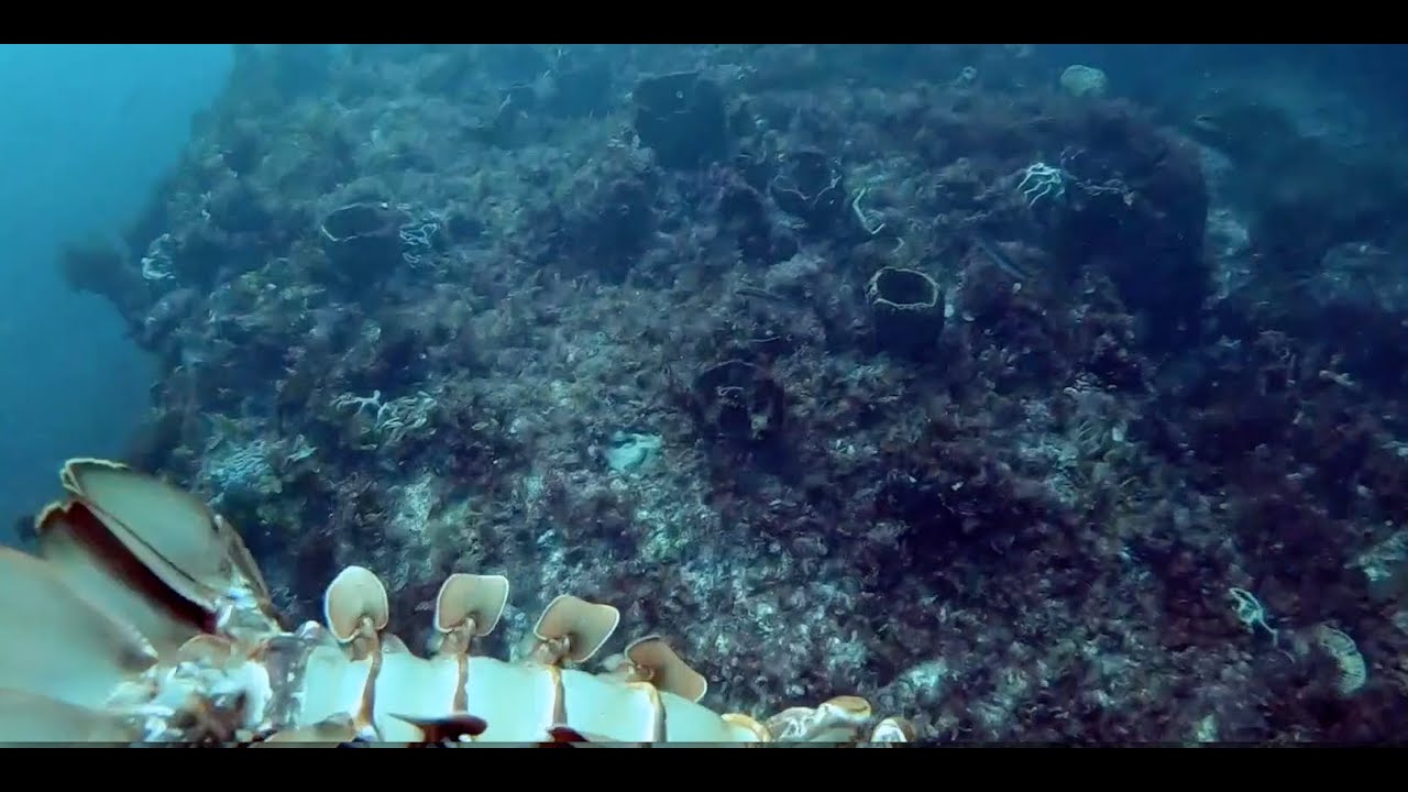 EP 8 - Fishing, spearfishing and diving for Crayfish - Ocean Reef June ...