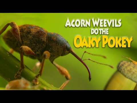 Where Are Acorn Weevils Found