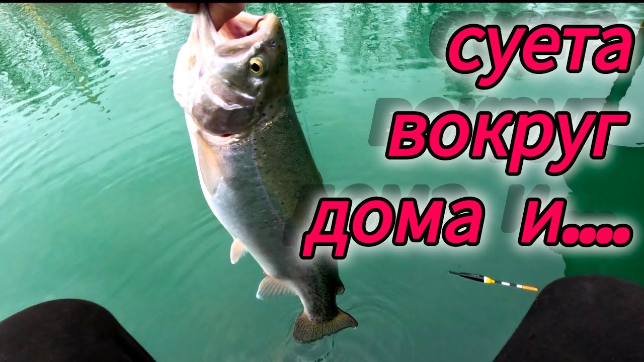 #familyvlog #nature #природа #ribalka #animals #funny #cats - YouTube
