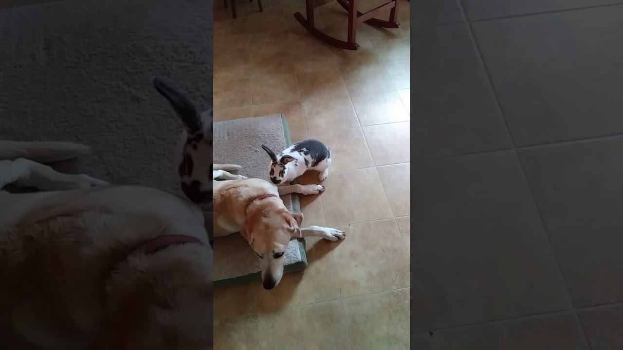 Dog afraid of bunny rabbit - YouTube