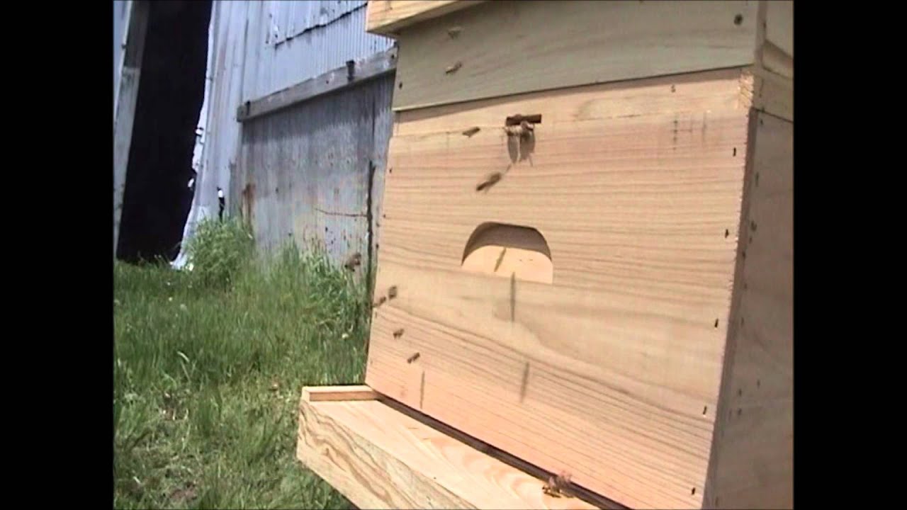 Honey Bees in their new Amish made Hive - Bee Watching 15 mins peaceful ...