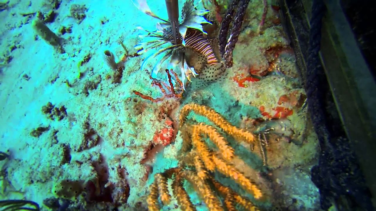 Lionfish trying to escape the Lionfish Slayer - YouTube