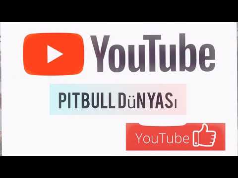 pitbull dünyası