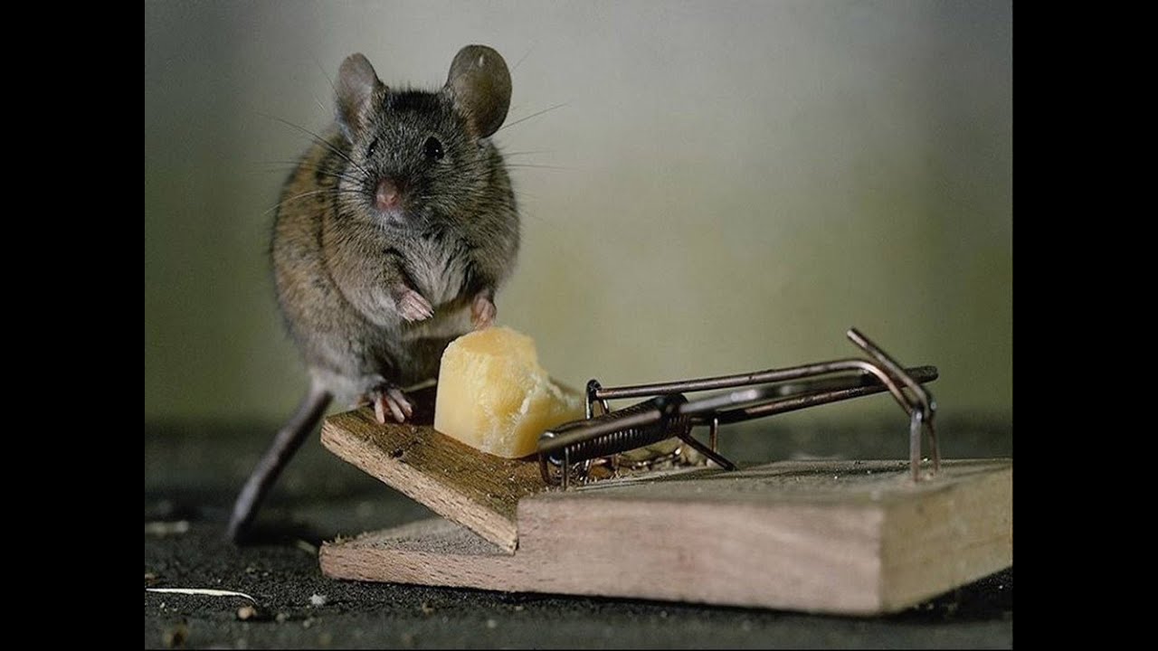 Mus musculus video - YouTube